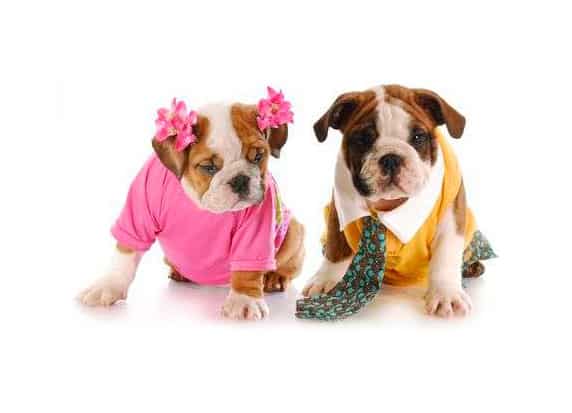 Bulldog Inglês Macho ou Fêmea, Qual Escolher | Canil Duas Marias