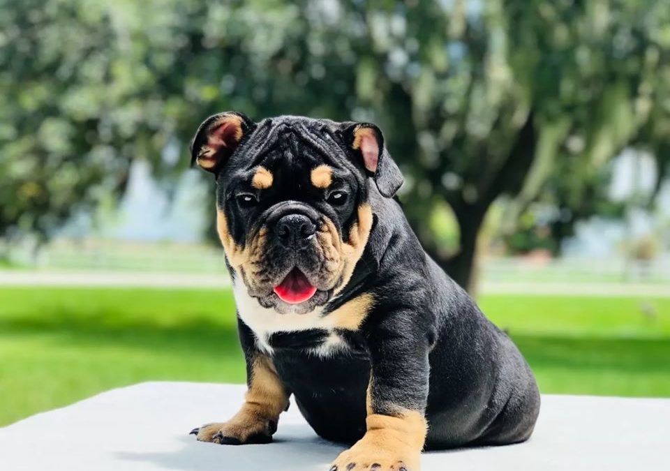 Bulldog Exótico | Canil Duas Marias | Ampliando a Gama de Cores